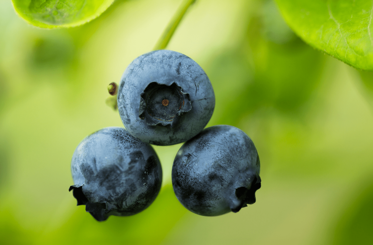 Developing commercial blueberry cultivars adapted to the Pacific ...