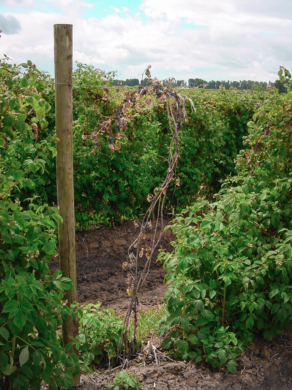 Organic Management of Raspberry Root Rot - The NCSFR