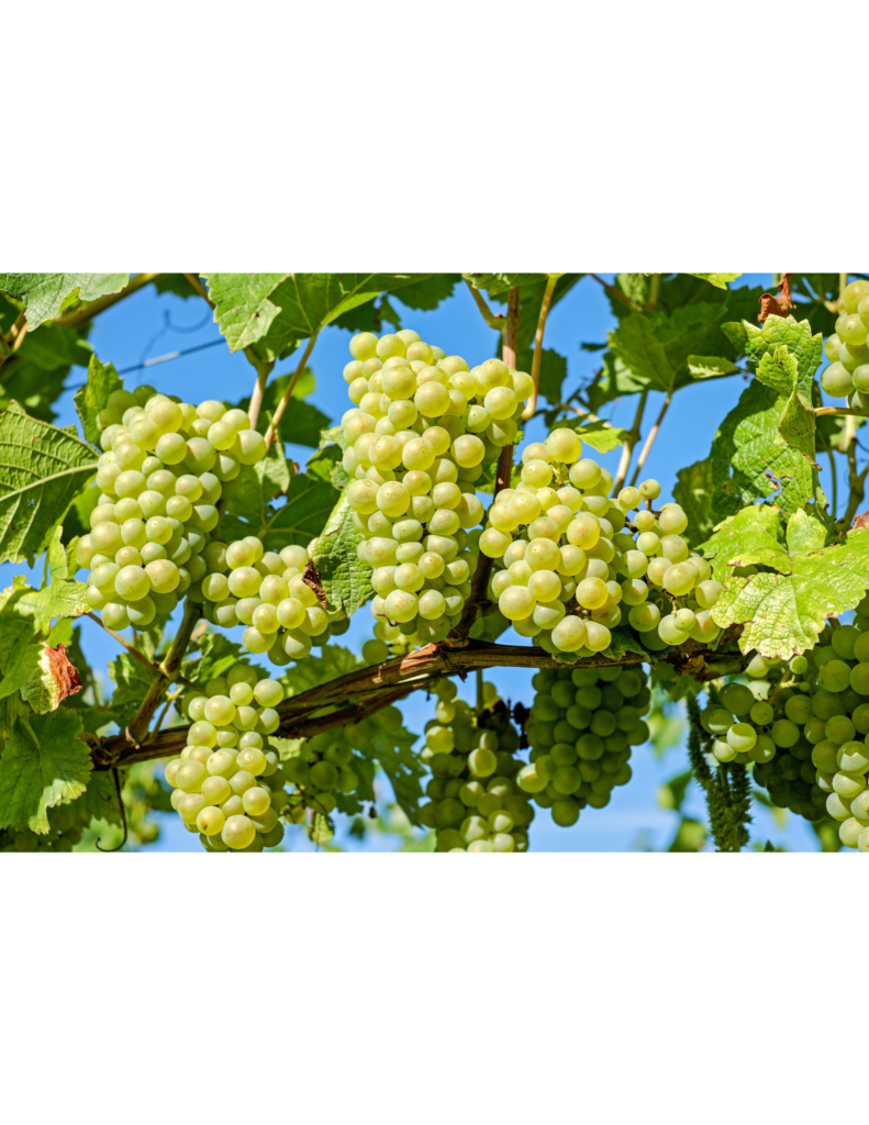The effect of soil parameters on plant-parasitic nematodes of wine ...