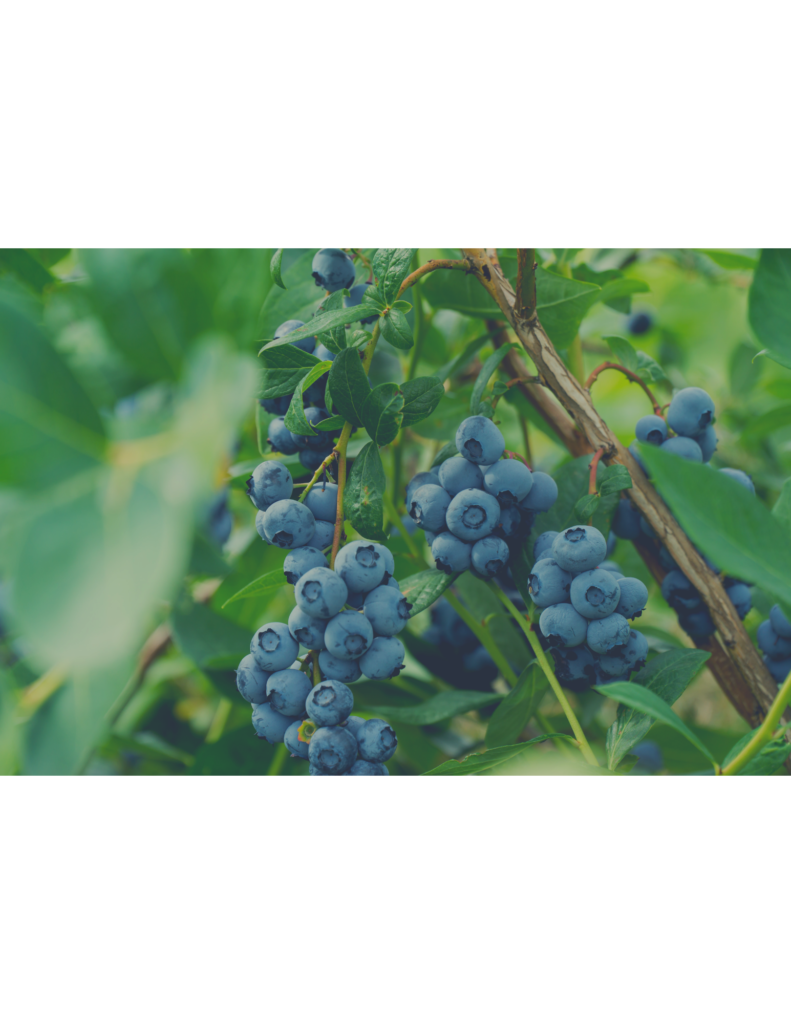 Developing commercial blueberry cultivars adapted to the Pacific ...